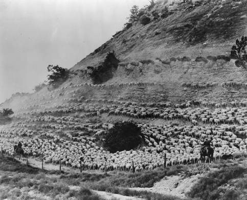 Sheep Fueled 1920s Economy | History to Go